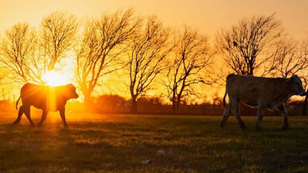 Why Shelf-Stable Beef Will Be an Extremely Valuable Commodity in the ...